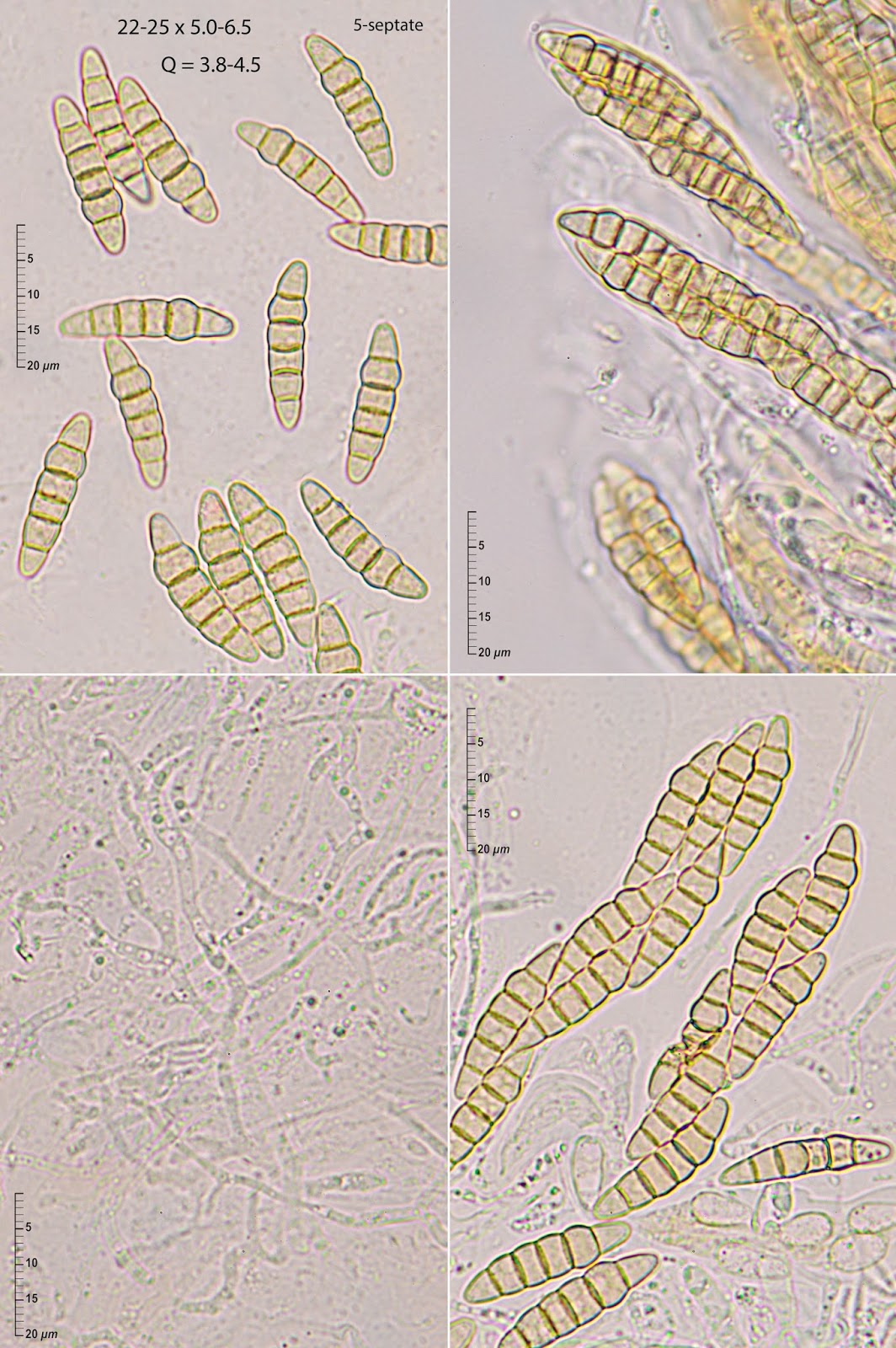 Phaeosphaeria epicalamia (Riess) L. Holm • CEMAS