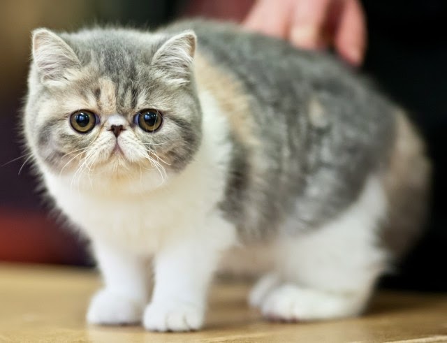 les plus belles photos de chats persans