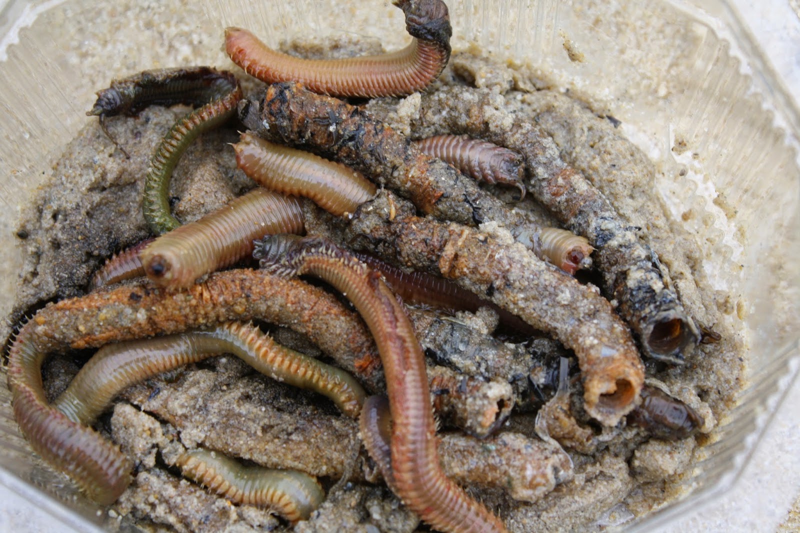 Pêche en Gironde Ze Blog: Pêche Hivernale en surfcasting