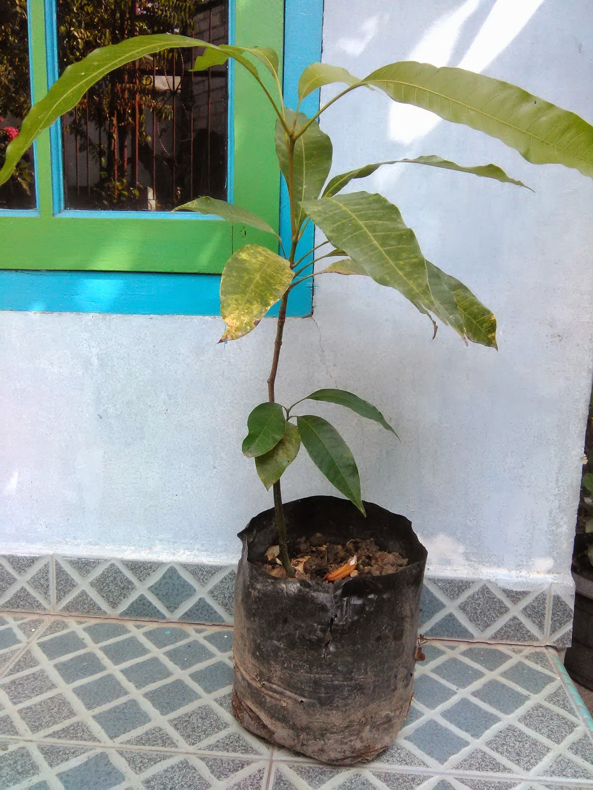 Metode Mengenten (vegetatif buatan) ~ NEVER GIVE UP