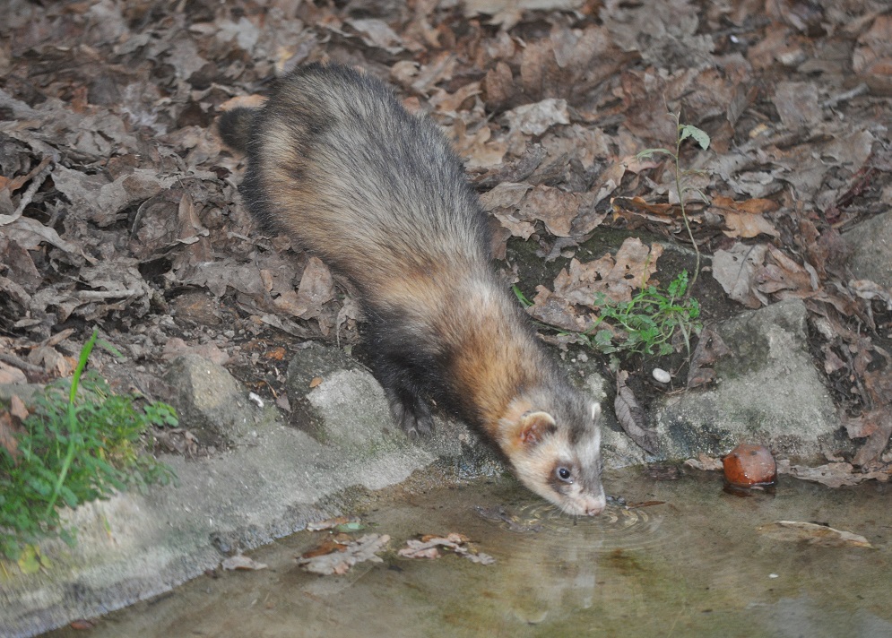 ZOOTOGRAFIANDO (6.100 ANIMALS): TURÓN / EUROPEAN POLECAT (Mustela putorius)
