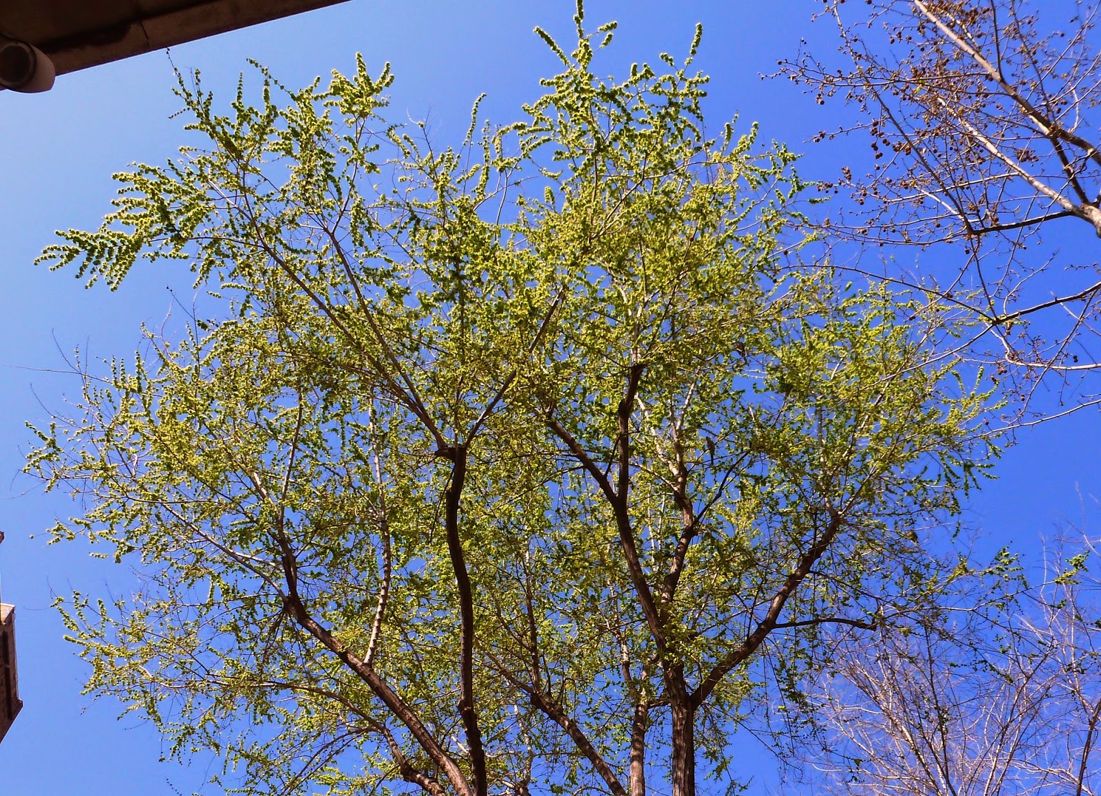 Árboles con alma: Olmo de Siberia (Ulmus púmila)