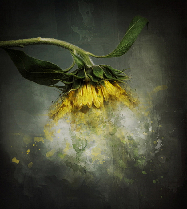 Stills by Ruadh DeLone