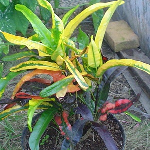 Tanaman Puring (Codiaeum variegatum) - Ganesha Flora Bali