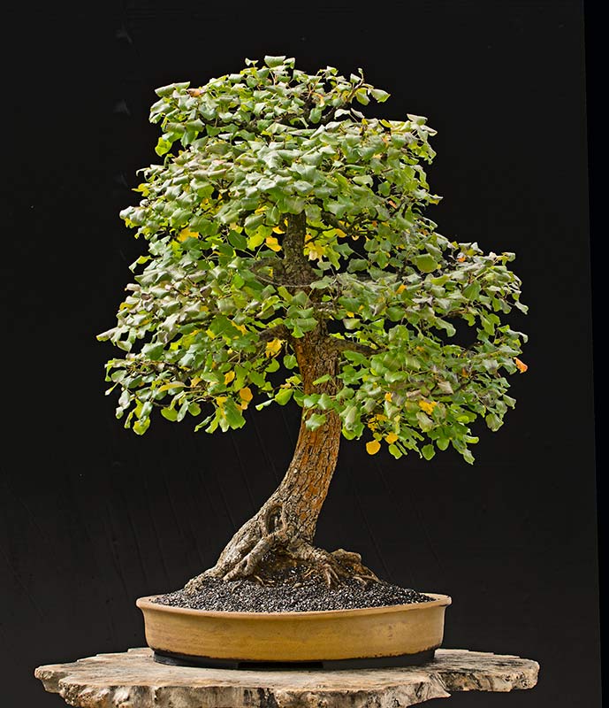 Walter Pall Bonsai Adventures: Wild Pear #1