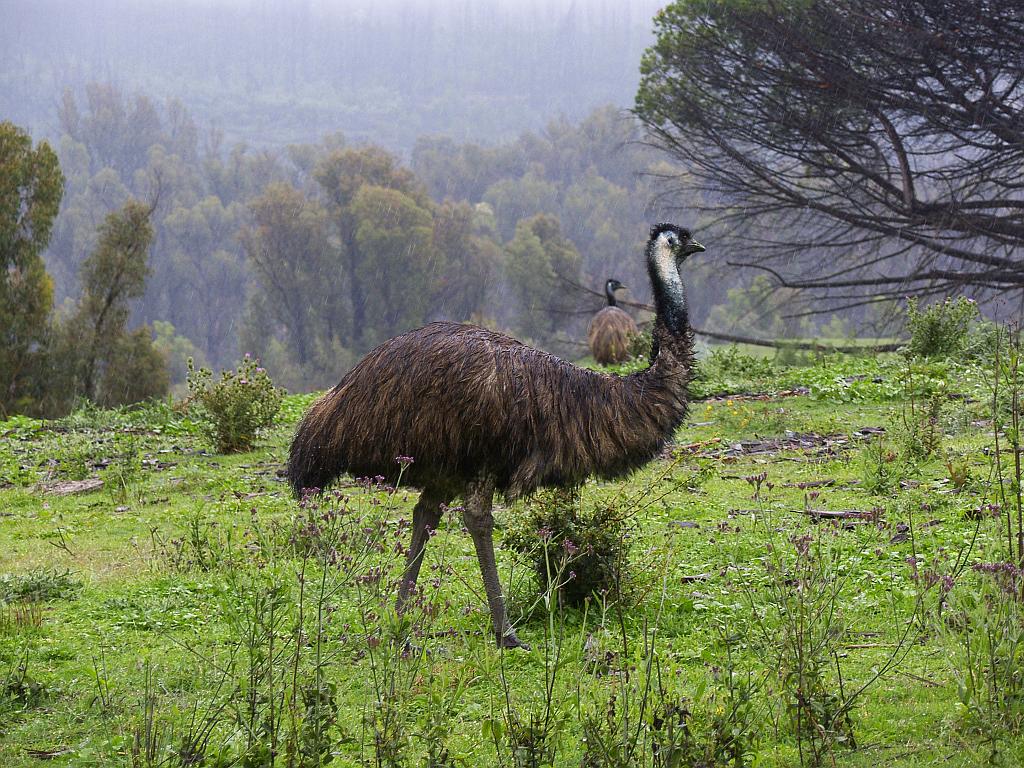 Emu