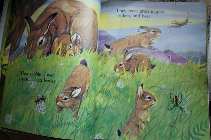 Books and Umbrellas: Rabbits & Raindrops by Jim Arnosky