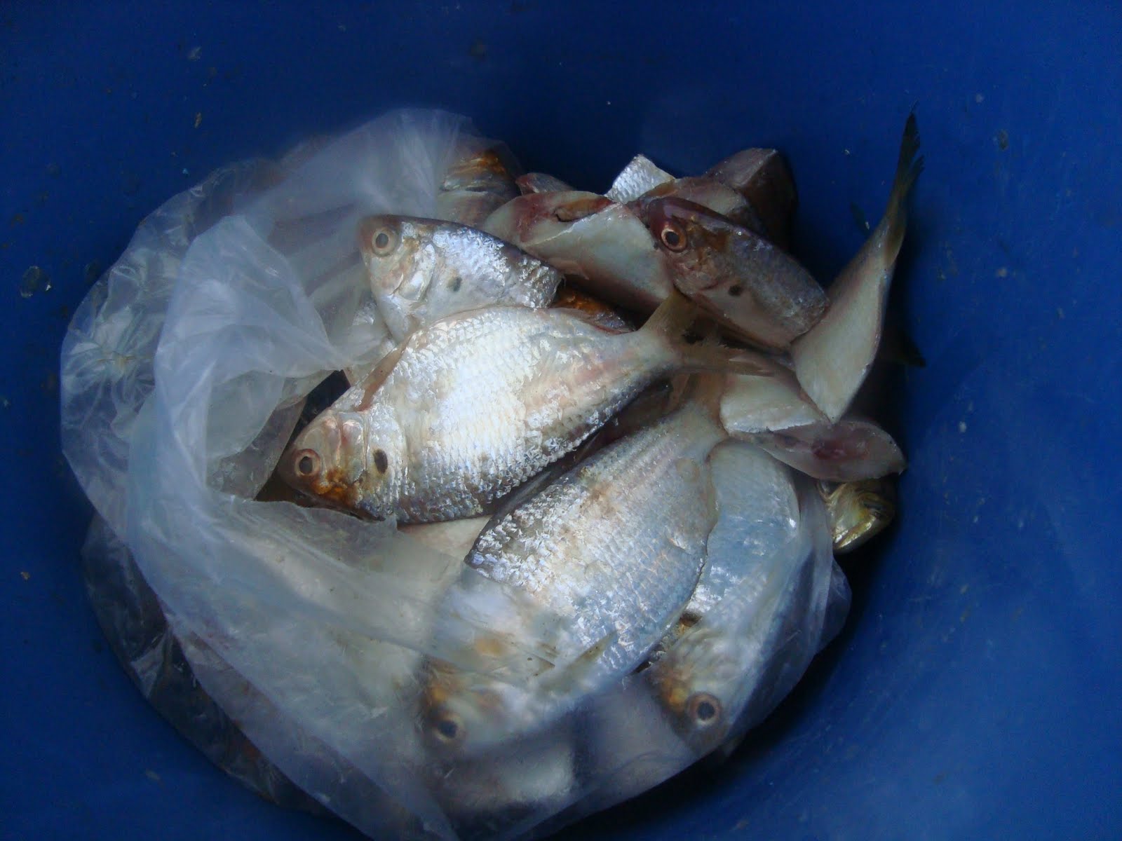 Mancing Sampai Pengsan: October 2011