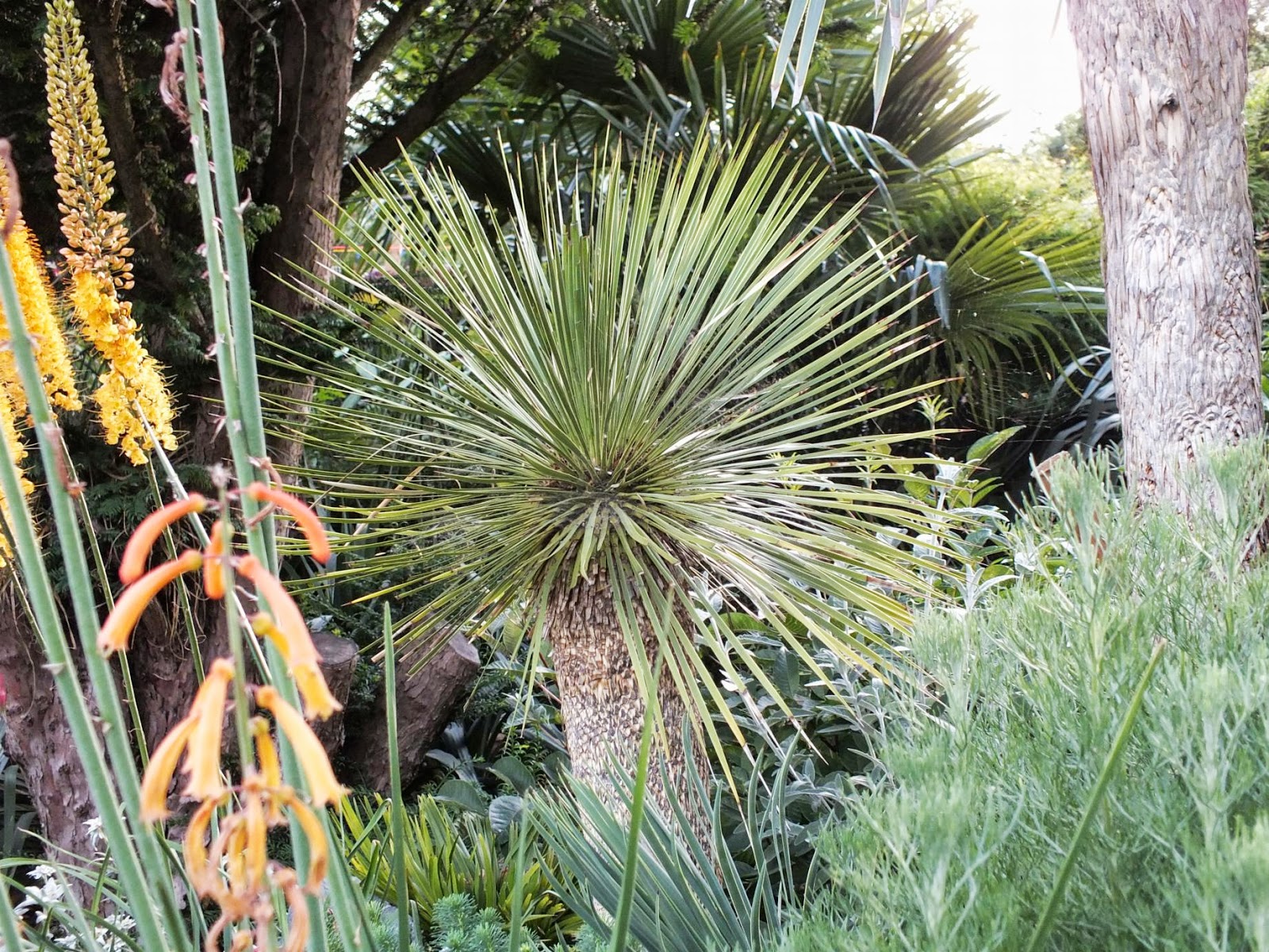 Alternative Eden Exotic Garden: The Other Blue Yucca
