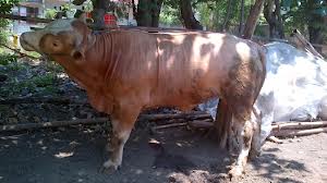 TIRAKAT MANDIRI: Jenis dan Nama Sapi