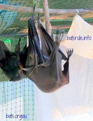 Info on Bats | recent question.. What does Bat poop/pee look like and ...