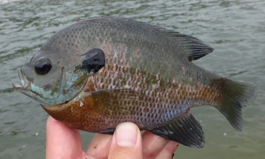 Ben Cantrell's fish species blog: Shelbyville Dam river carpsucker