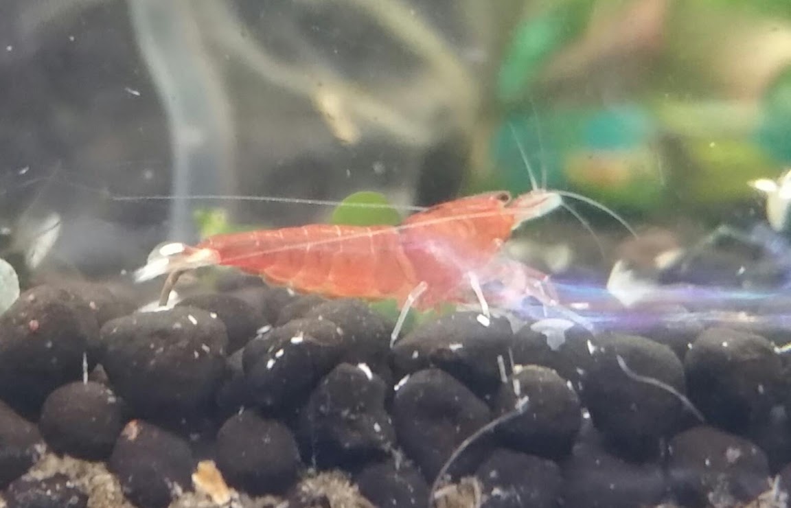 Shrimp By Night