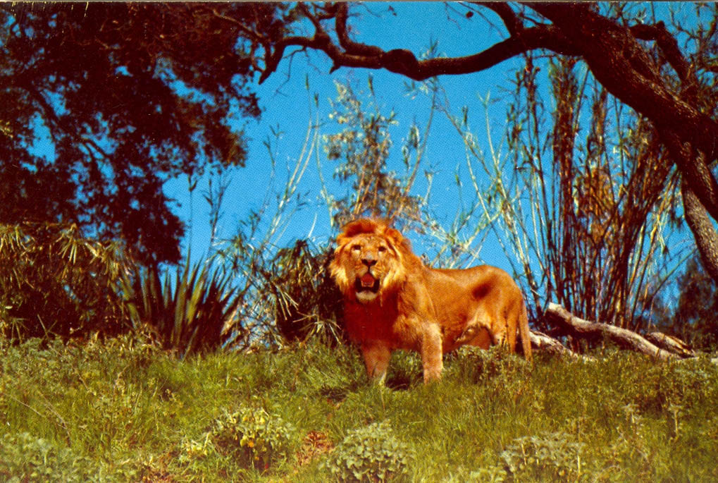 The Museum of the San Fernando Valley: JACKIE THE LION ENDED LIFE IN ...