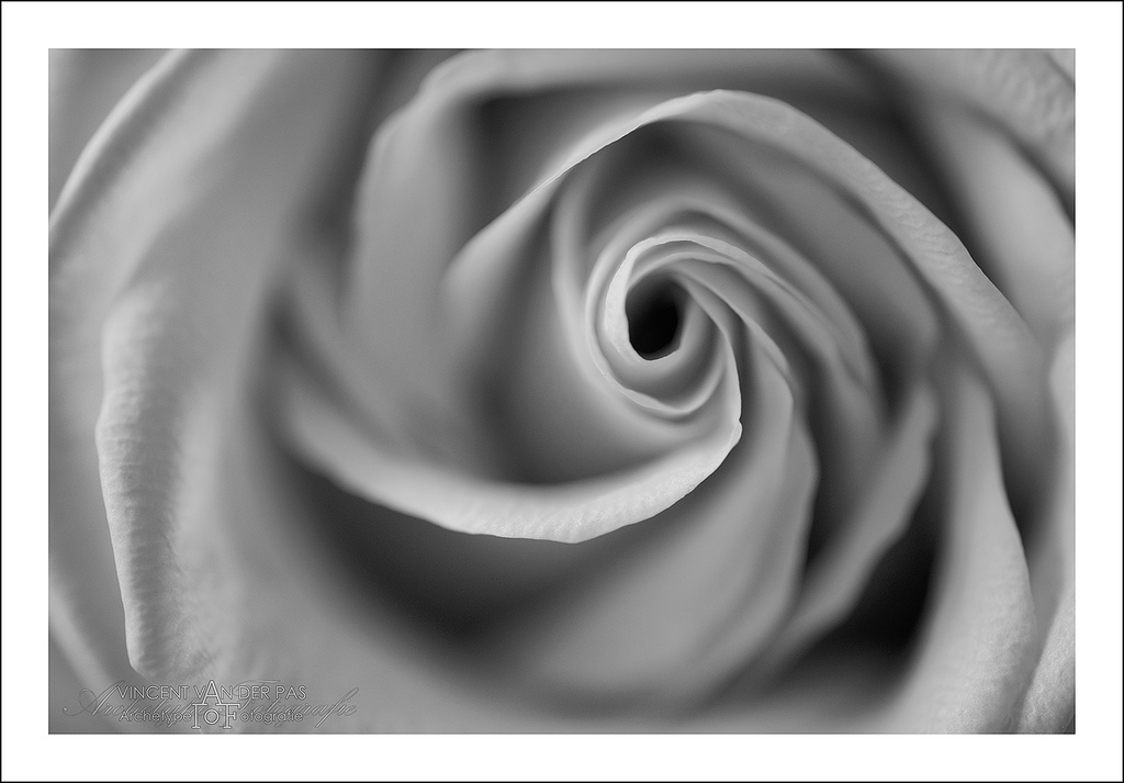 Archetype Fotografie: The Eye of the Rose