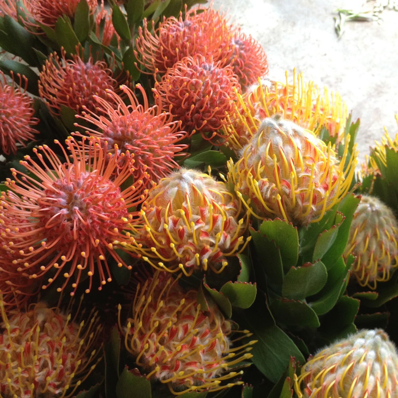 Swallows Nest Farm: January Flowers