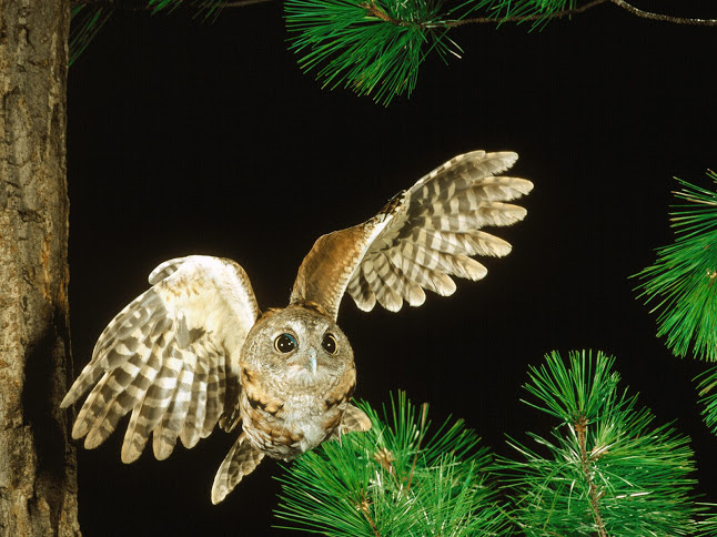 IMÁGENES MARAVILLOSAS: BUHOS O AVES NOCTURNAS; PRECIOSOS EJEMPLARES EN ...