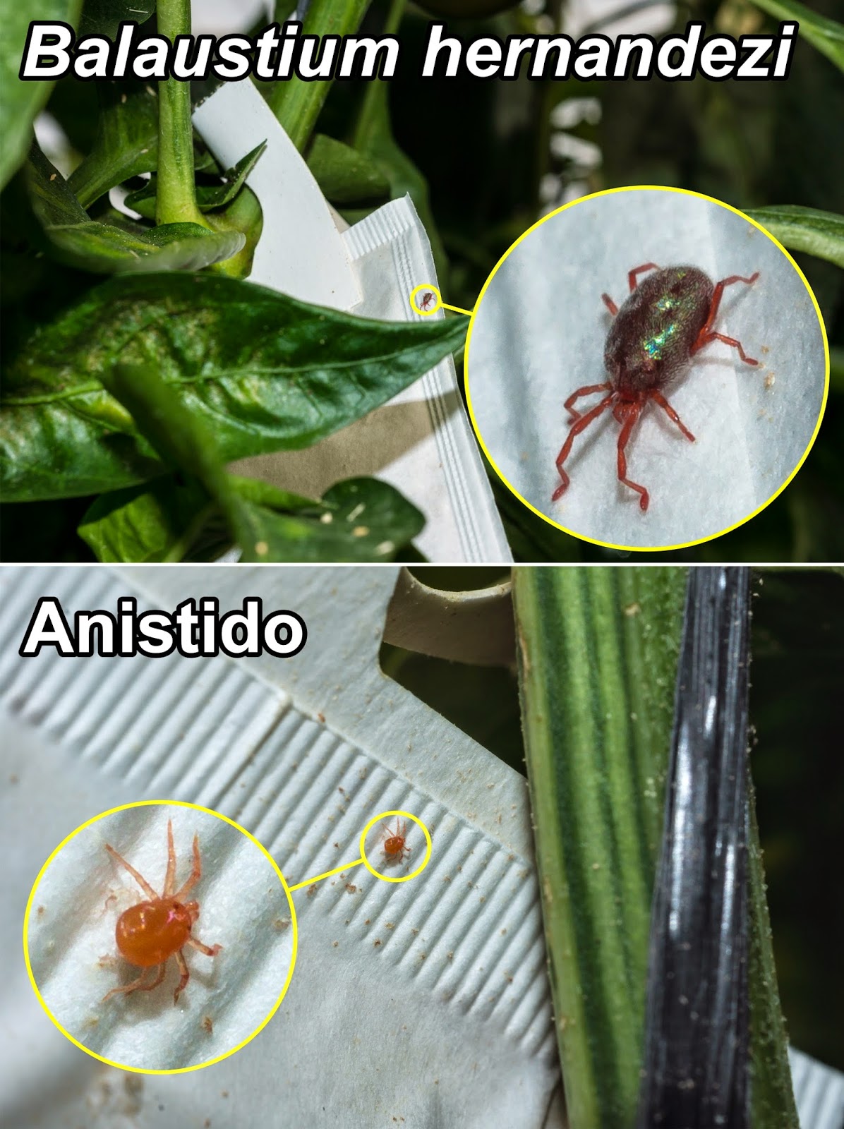 Homo agricola: enero 2015