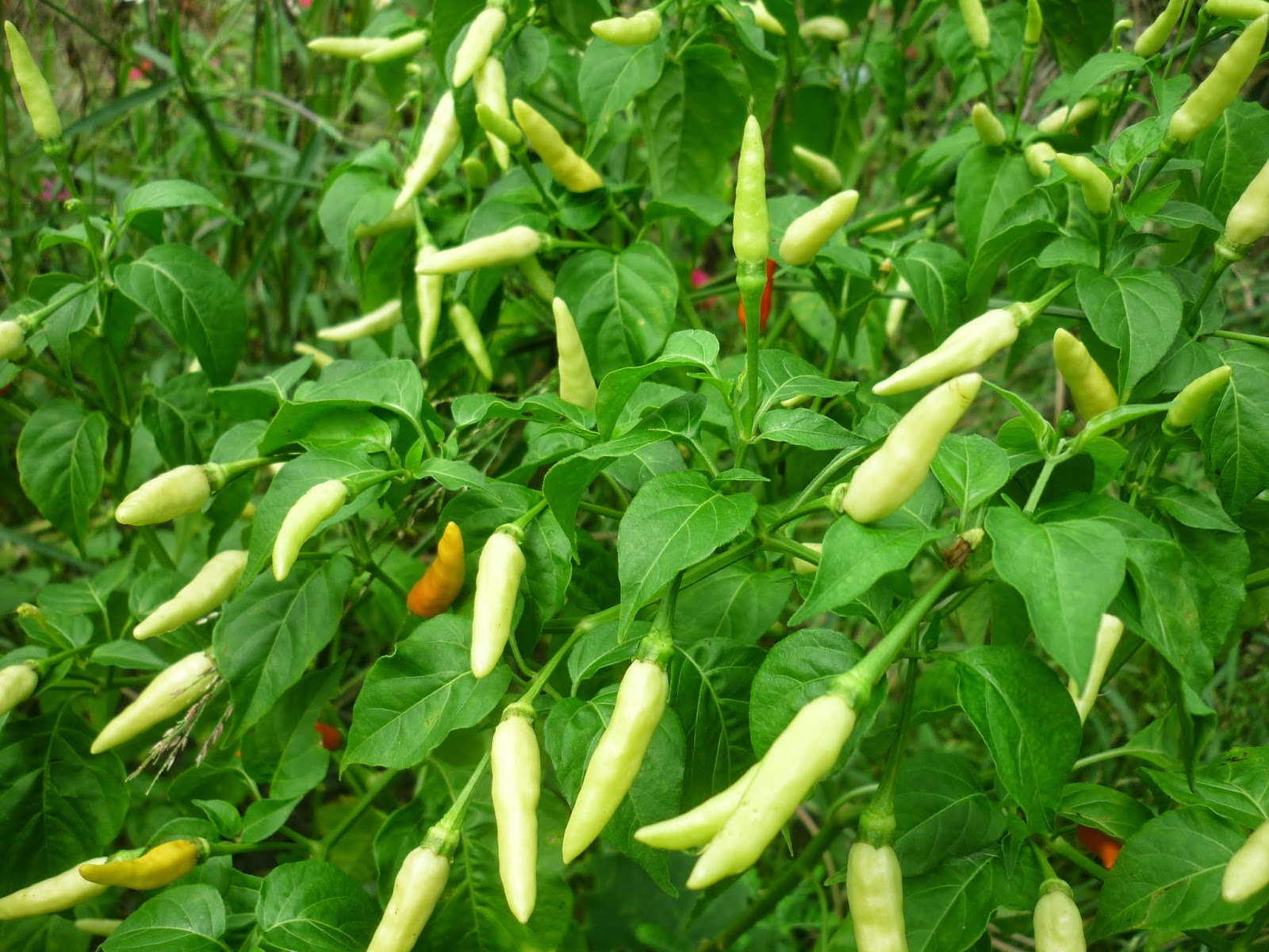 Disini dalam lingkaran ini: cili putih sejenis lada padi.Betul ke.