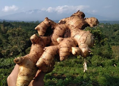 Tips Budidaya Jahe Gajah di Lahan Sempit Agar Hasil Melimpah - Mitra Tani