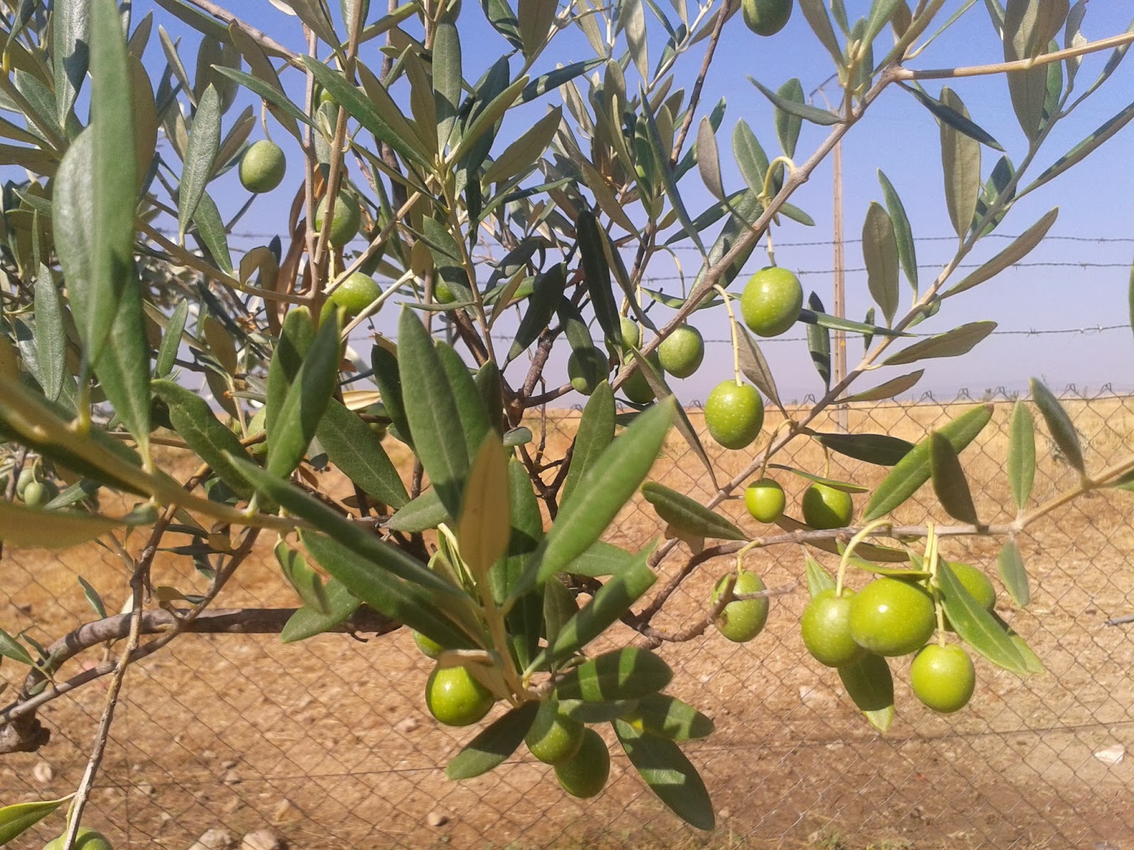 El tio yerbas: olivo