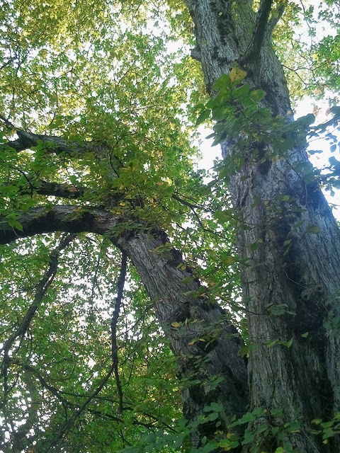 Tired of London, Tired of Life: Find the Lewisham Dutch Elm