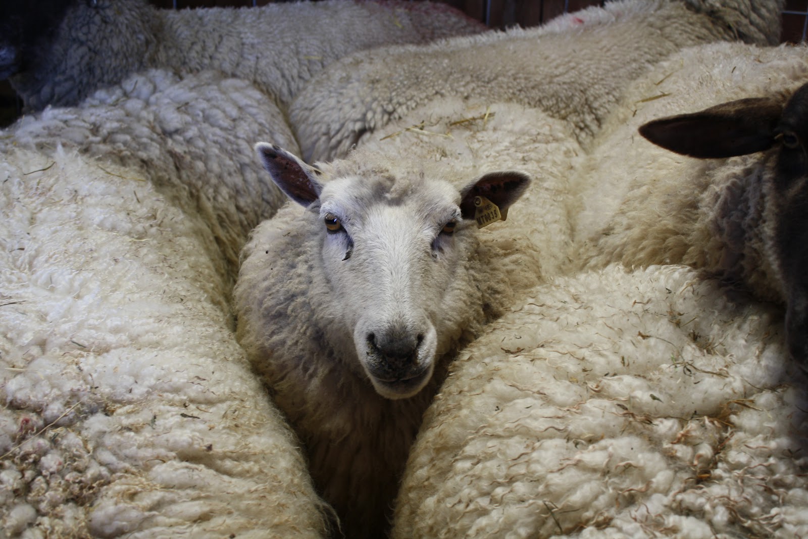 Found.Foraged.Formed.: Sheep Shearing