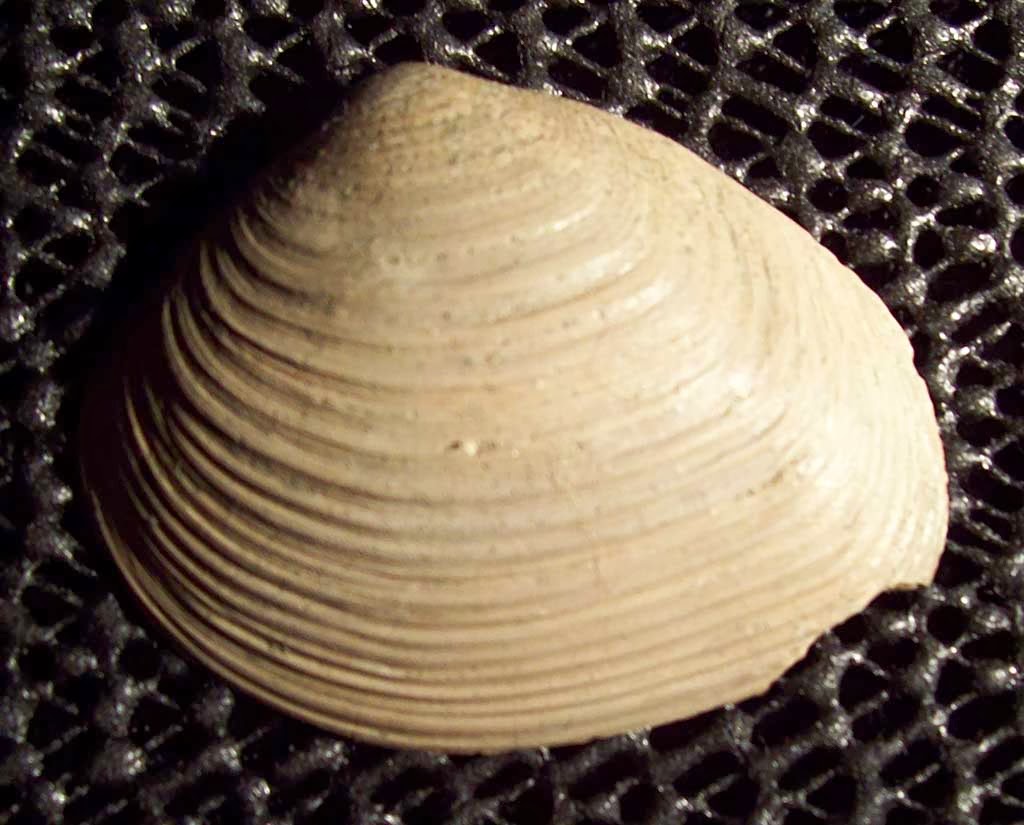 Louisville Fossils and Beyond: Crassatella vadosus Clam Fossil