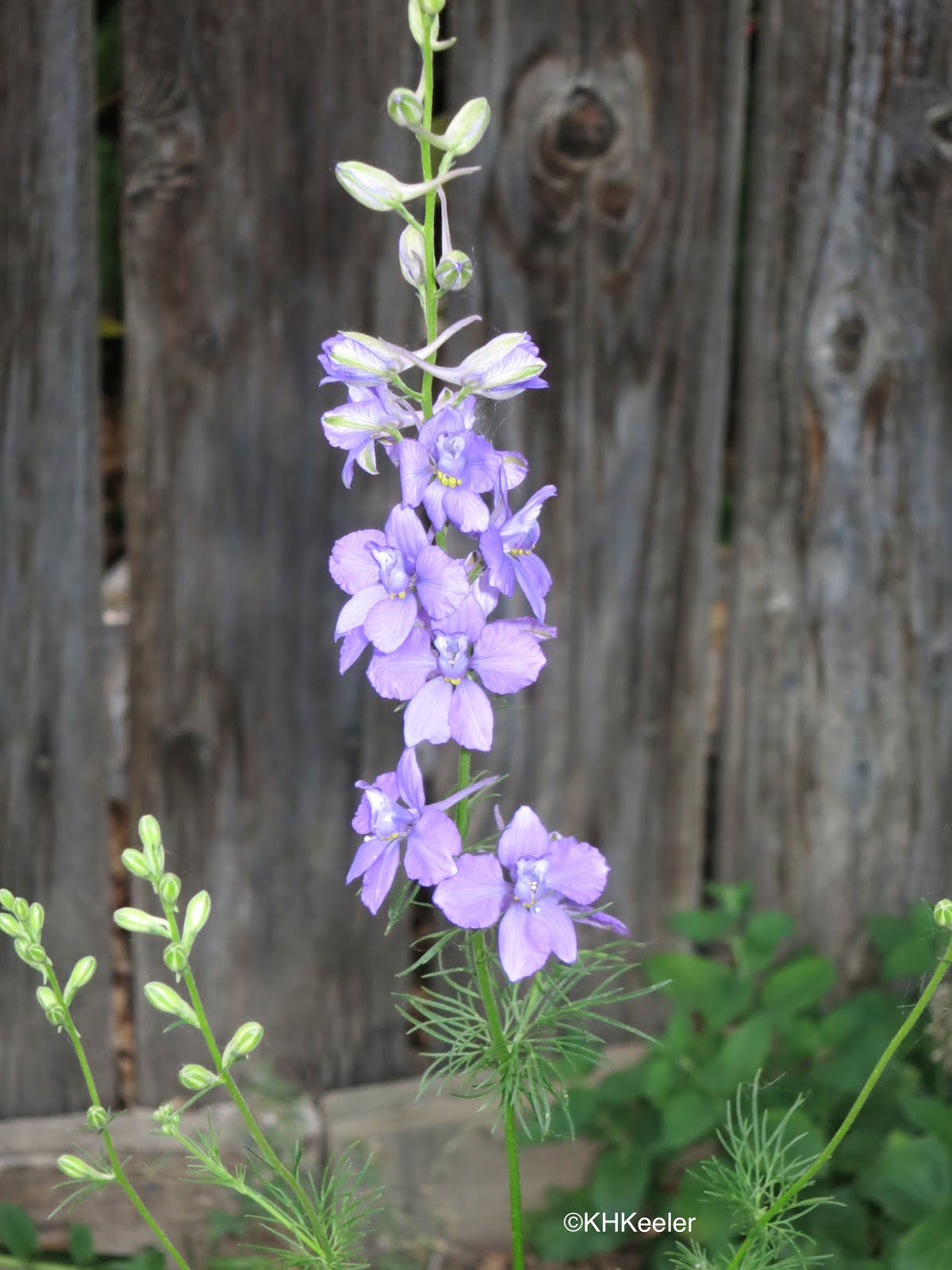 A Wandering Botanist: Plant Story--Stavesacre and Larkspurs in Europe