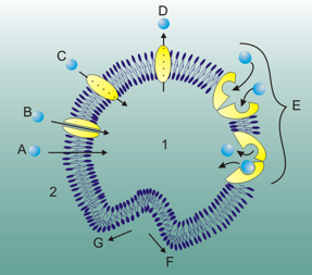 Biologia (8/10): Le membrane | Oggi è un altro post