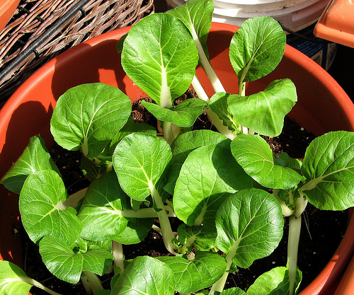 JeffCo Master Gardeners: Top Ten Reasons Everyone Should Plant a Fall ...