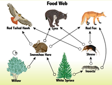 "A series of (Un)fortunate Hon Bio classes", by Sean Yang: The Biome of ...