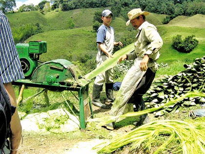 andandoporbogota: EL FIQUE: UNA PLANTA INDUSTRIAL DE ELEVADAS ...