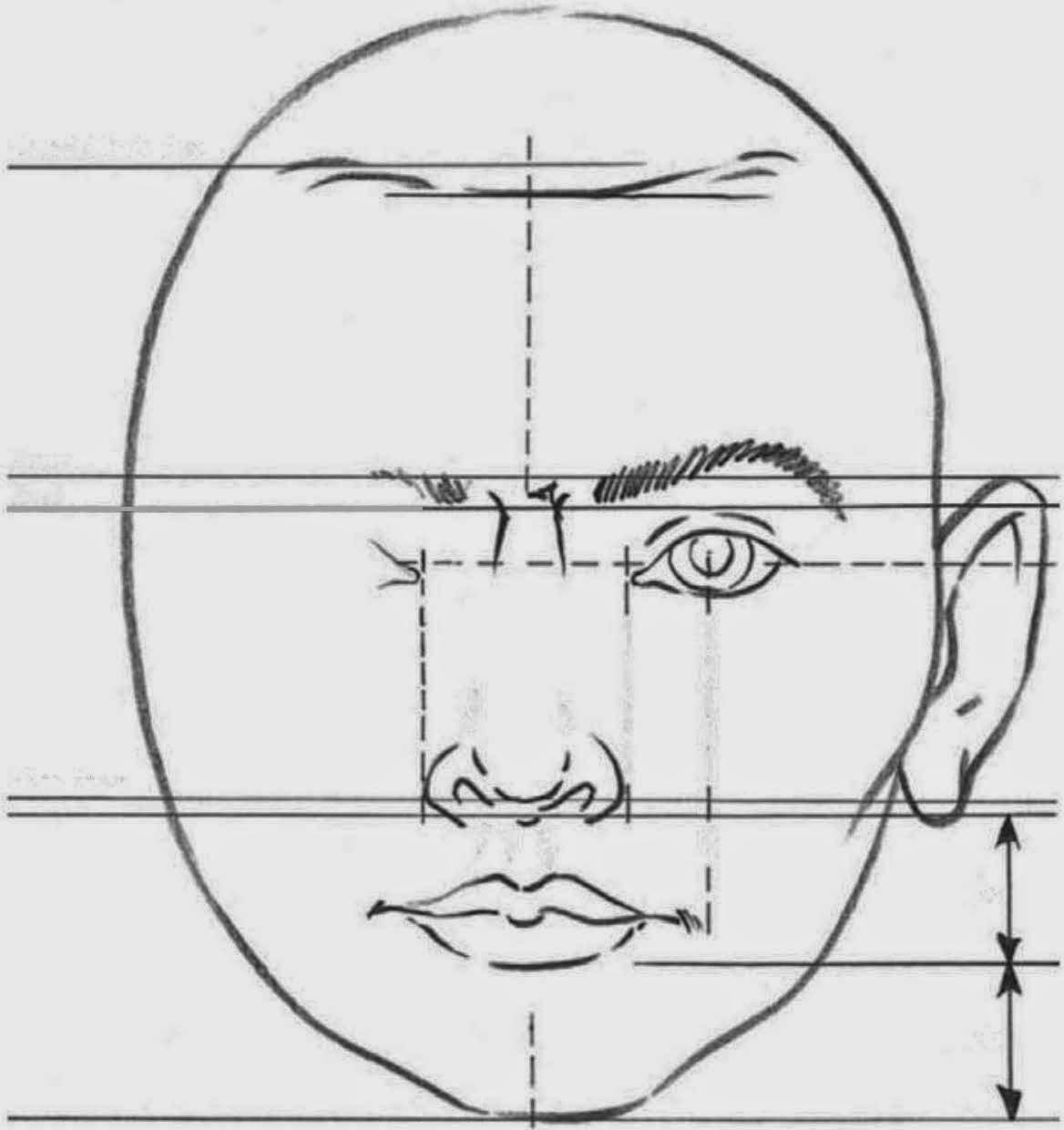 Drawings: ADULT HEAD PROPORTIONS