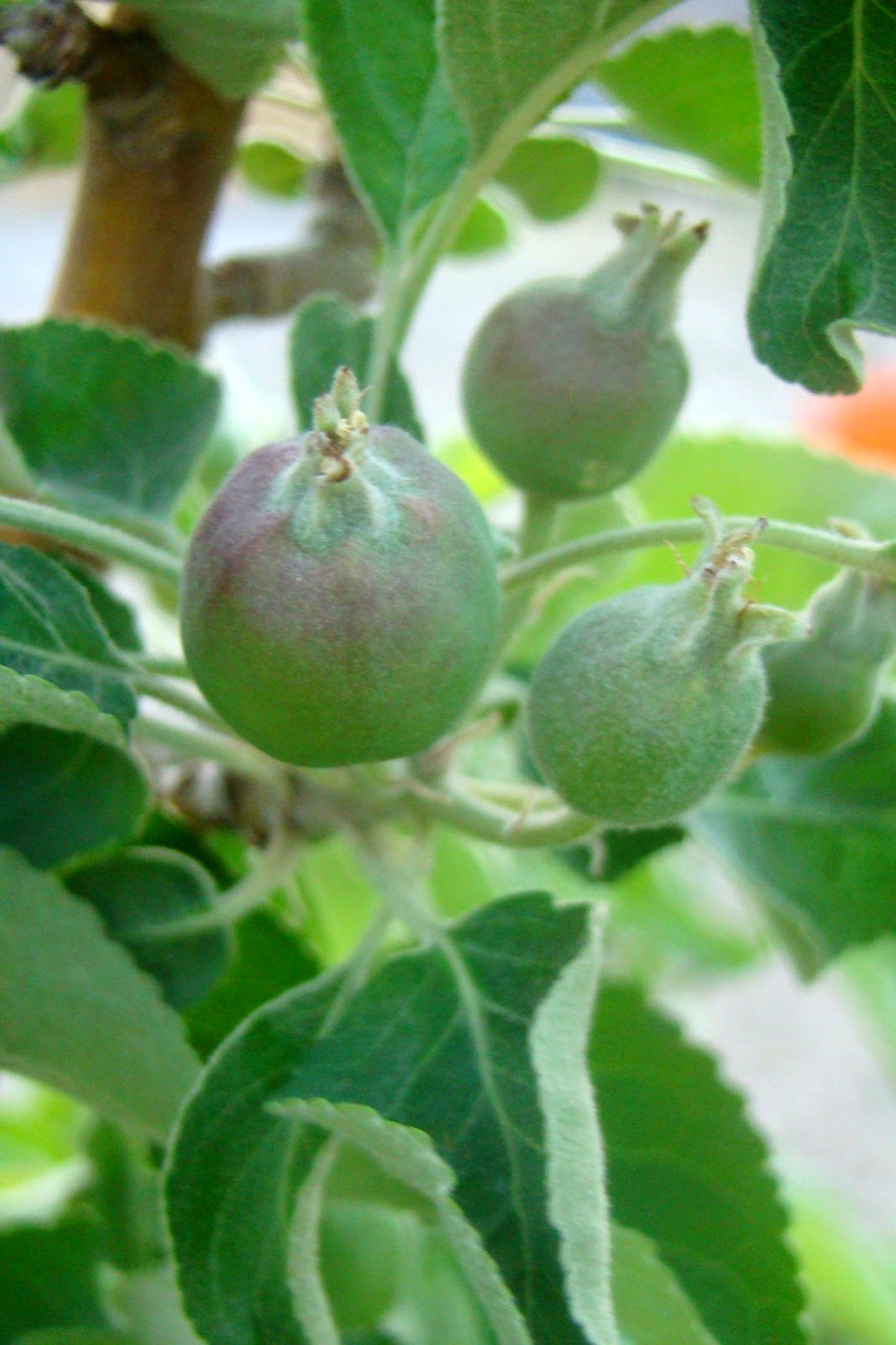 Nourished and Nurtured: Planting Fruit Trees