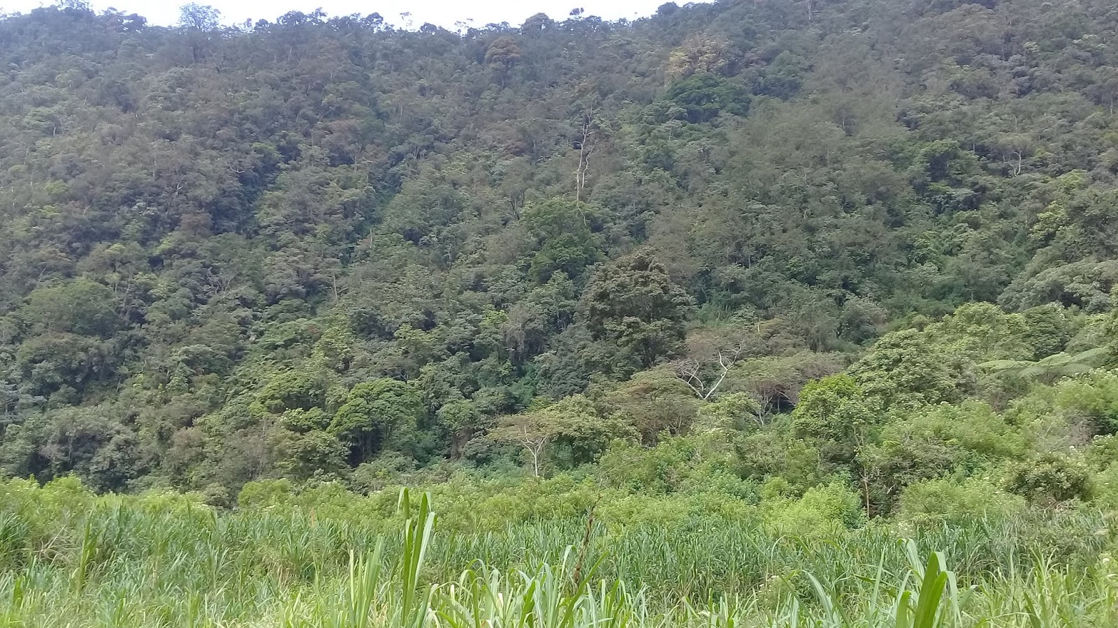 Menyusuri Jejak Post Vulkanisme Gunung Rogojembangan - North Backpacker