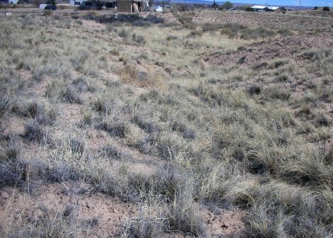 Nature Abhors a Garden: Wash Out