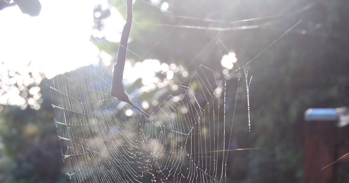 Amongst Gum Trees: Spiders