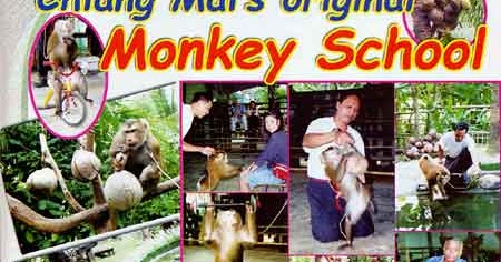 NAKARAJAN: CHIANG MAI`S ORIGINAL MONKEY SCHOOL ,THAILAND