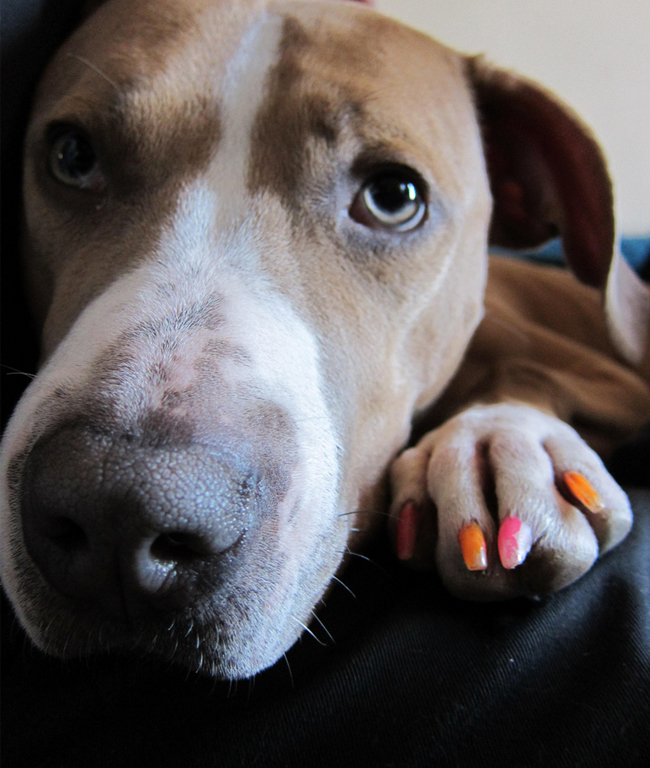 Animed: Manicure para cães e gatos