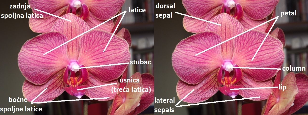 Acine orhideje info: Struktura cveta orhideja