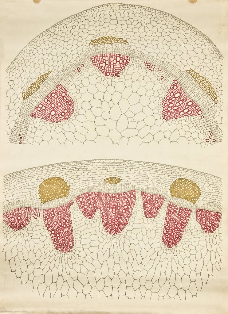 jessica pezalla: anatomia vegetal