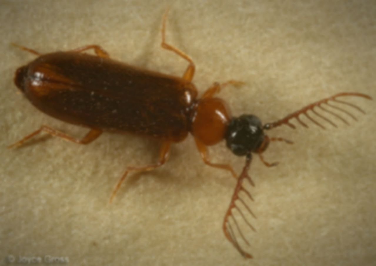 Ciri-ciri Serangga - Mengenal 13 Bentuk Antena Serangga - Dunia ...