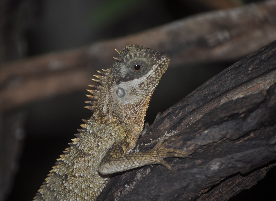 ZOOTOGRAFIANDO (6.100 ANIMALS): DRAGÓN CORNUDO DE VIETNAM / GREEN ...