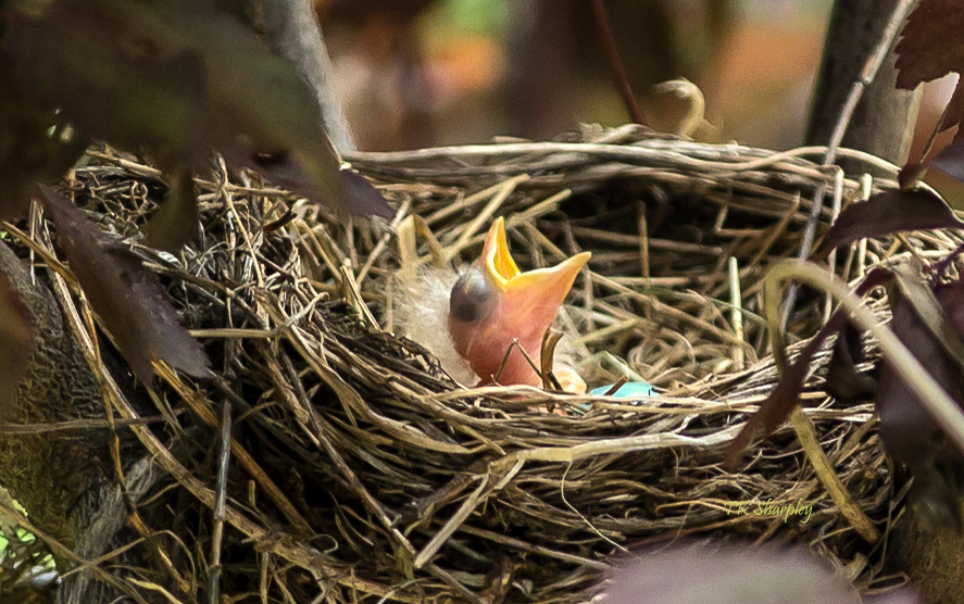 UNDER THE FLAPS: ROBINS....WATCHING THE BIRTH