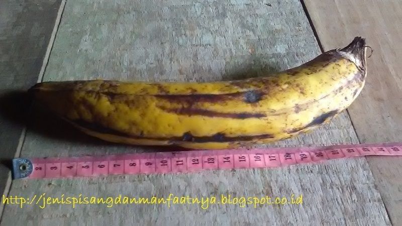 Siapa Yang Mau Tau dan Lihat Gambar Gambar Pisang Besar? Langsung Simak ...