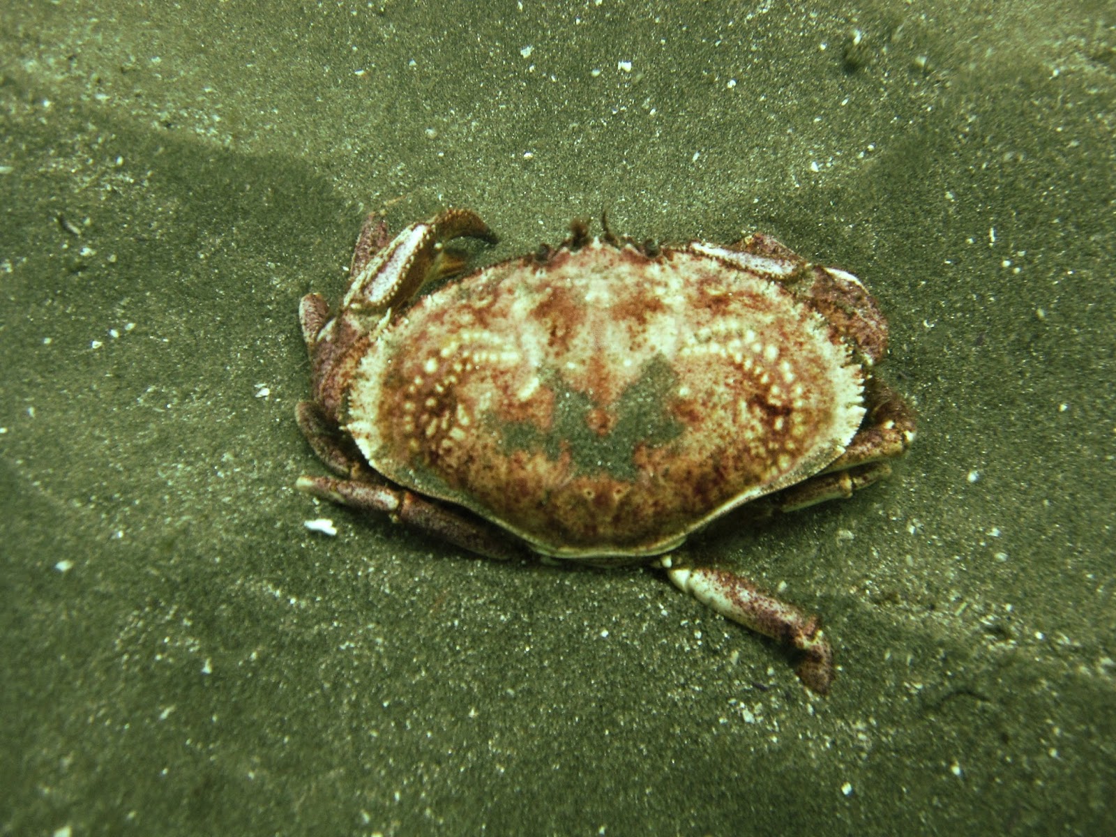 Biodiversidad Marina (Corriente de Humboldt): Patillos (Huarmey, Perú)