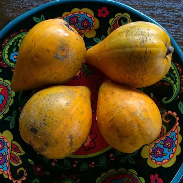 Fruit Discovery : CHESA / CANISTEL