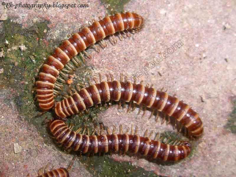 Millipede Facts | Nature, Cultural, and Travel Photography Blog