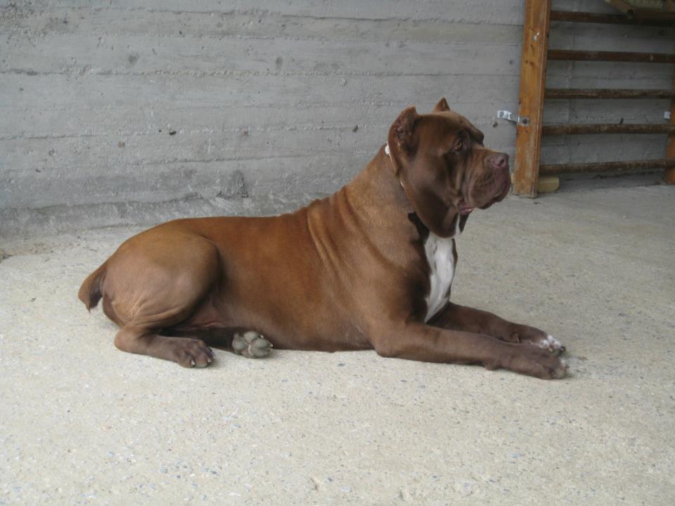 BANDOGFARM REGENCY MASTIFF FROM GREECE: RIKO